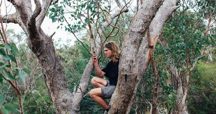 9 Ways to Get a Drone Out of a Tree – Droneblog