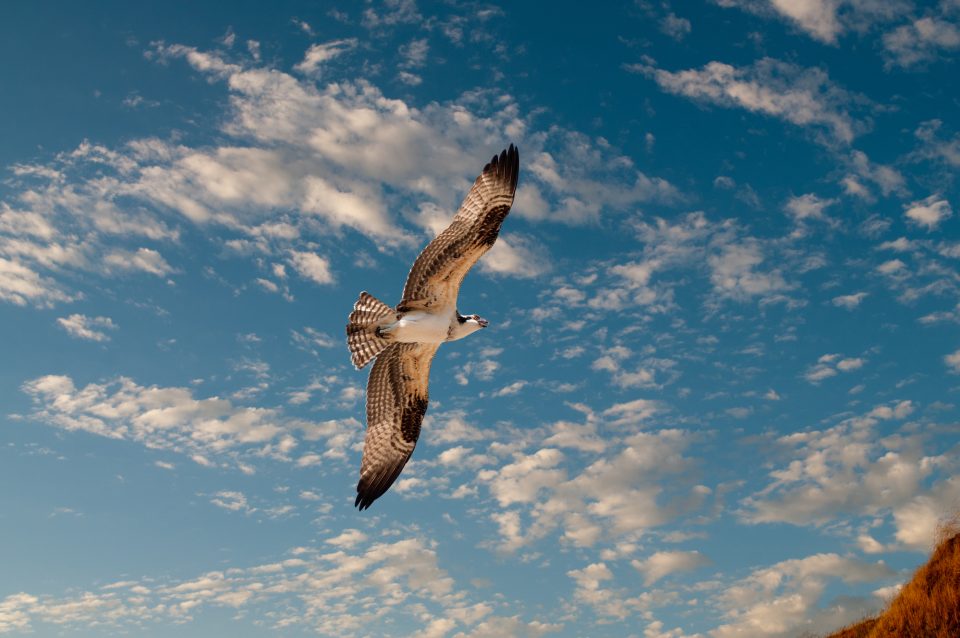 Can Birds Take Down a Drone? - Droneblog